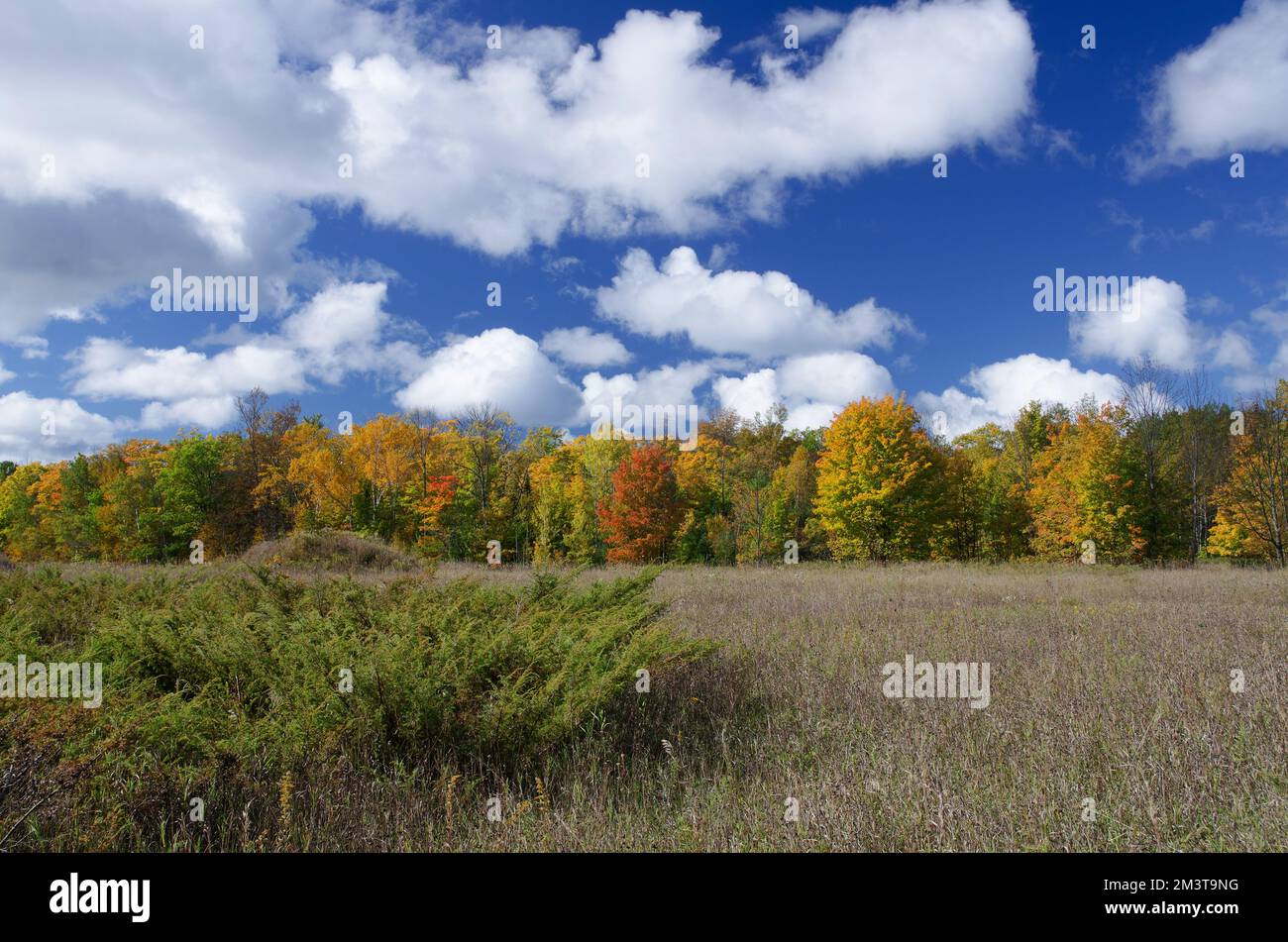 The forest edge of a field sows autumn color, Door County, Wisconsin ...