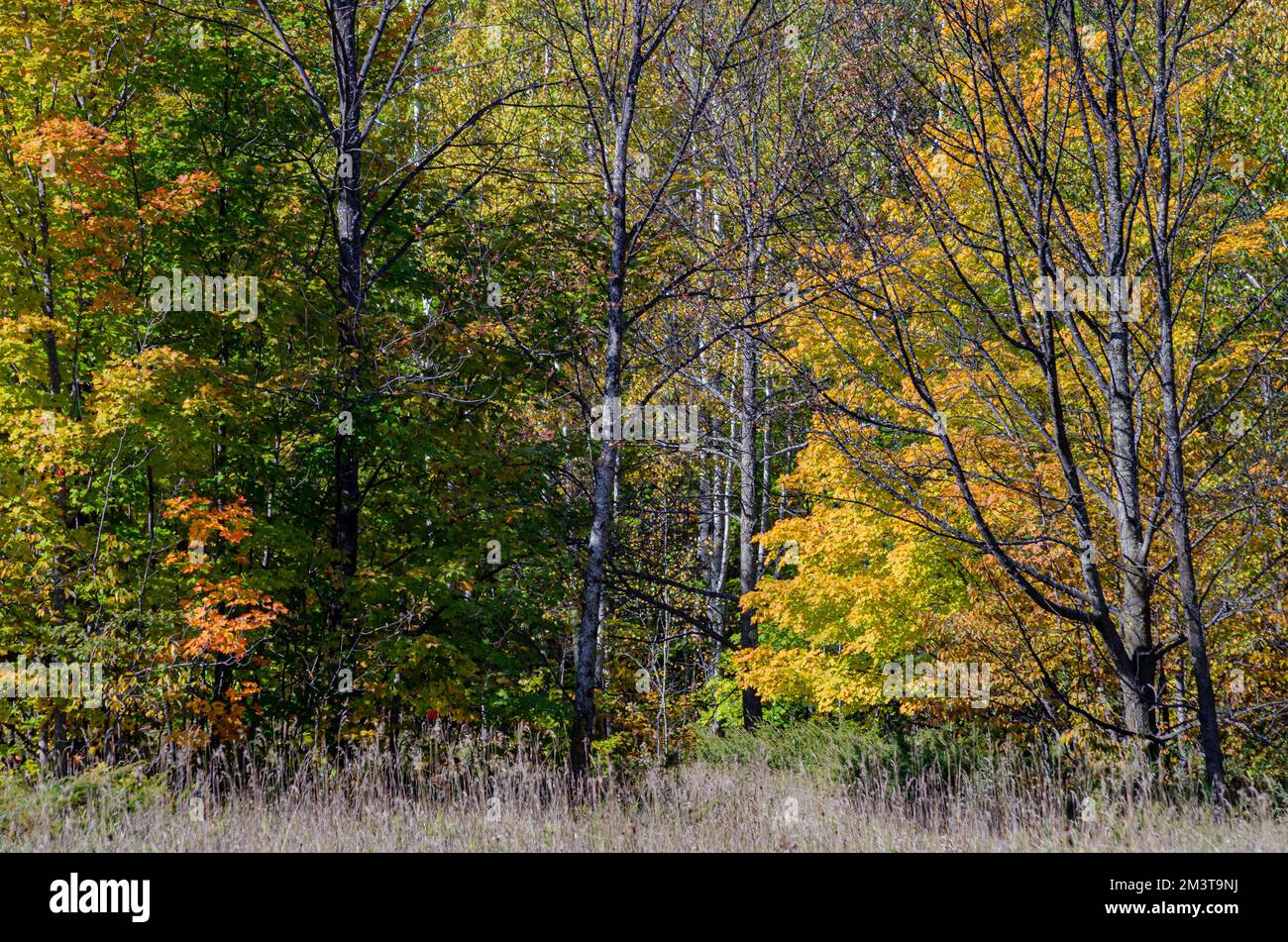 The forest edge of a field shows autumn color, Door County, Wisconsin ...