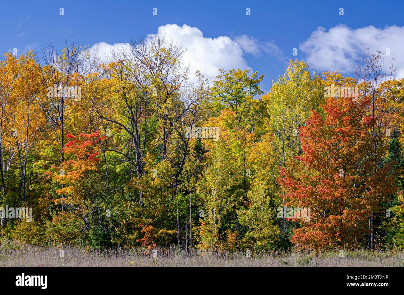 The forest edge of a field sows autumn color, Door County, Wisconsin ...
