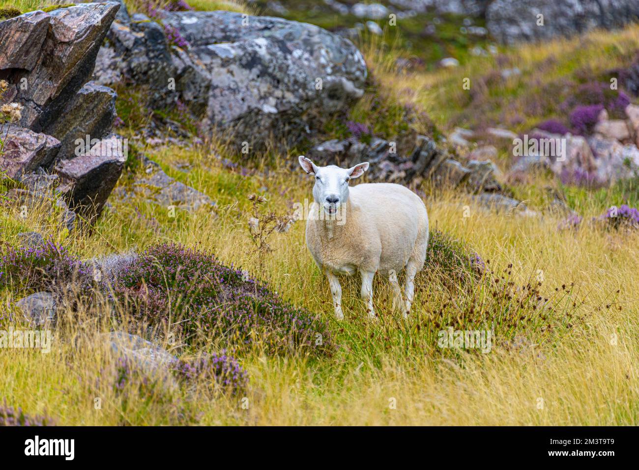 Solitary sheep grazing in the Scottish Highlands in long grass and heather in a rocky landscape ...