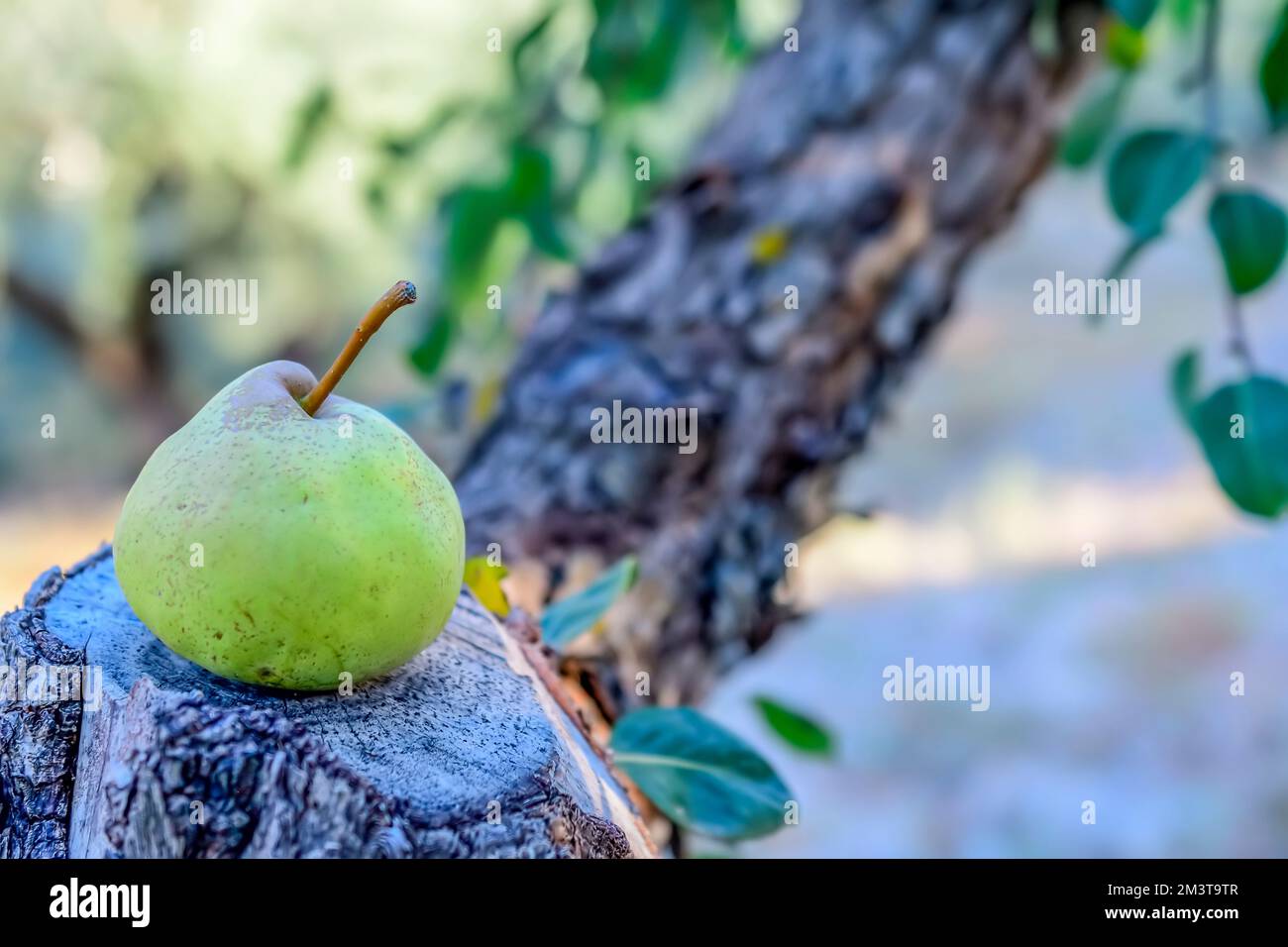Winter pear, on the cut trunk of the pear tree Stock Photo - Alamy