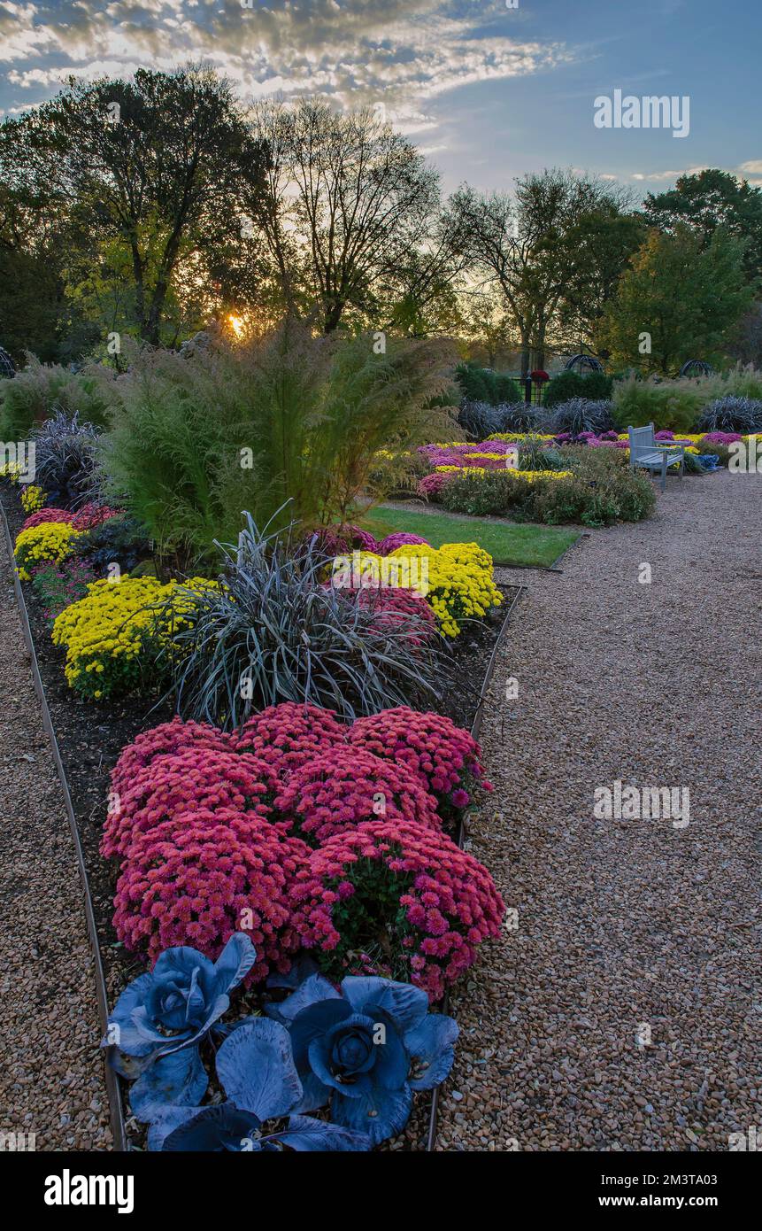 Mums and other plants color the autumn gardens of Cantigny Park, in ...