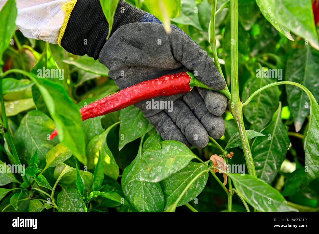 Picking bell peppers garden hi-res stock photography and images - Alamy