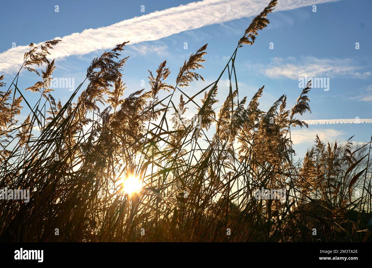 Golden sunlight through reeds hi-res stock photography and images - Alamy
