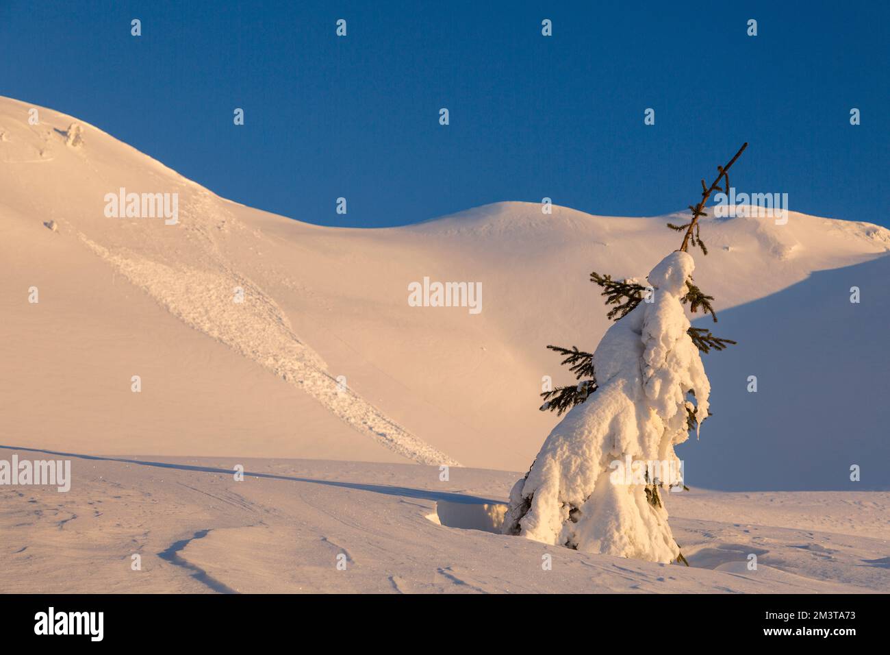 Frosty trees under warm sunlight with view of snow avalanche on ...