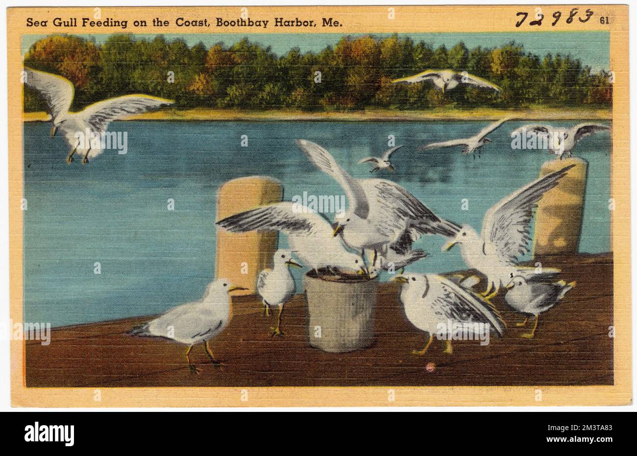 Sea Gull Feeding on the Coast, Boothbay Harbor, Me. , Piers & wharves ...