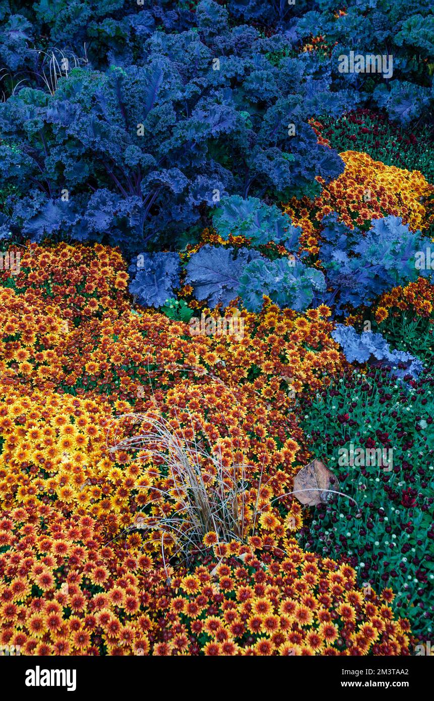 Purple kale plants hi-res stock photography and images - Alamy