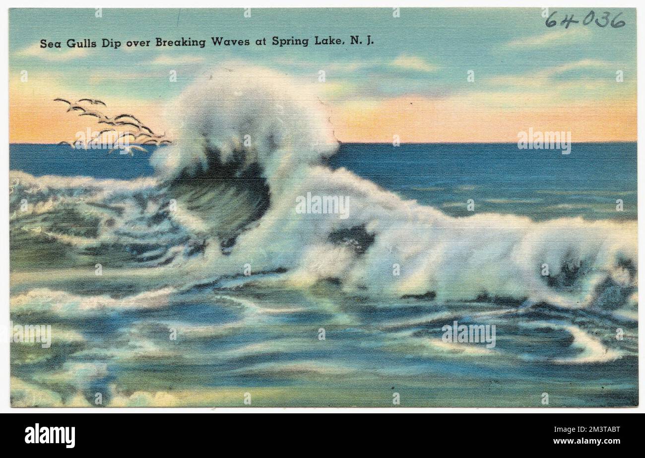 Sea gulls dip over breaking waves at Spring Lake, N. J. , Seas, Tichnor ...