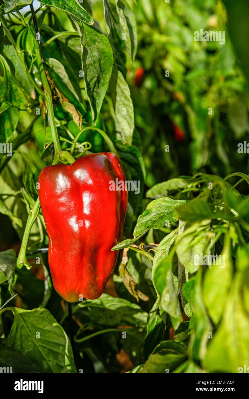 Ripe red bell pepper hanging on the plant in a greenhouse Stock Photo ...