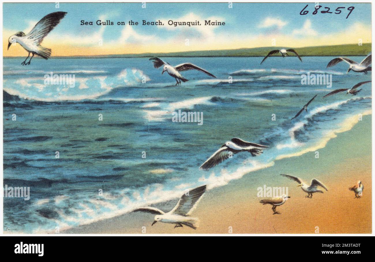 Sea Gulls on the beach, Ogunquit, Maine , Beaches, Tichnor Brothers ...