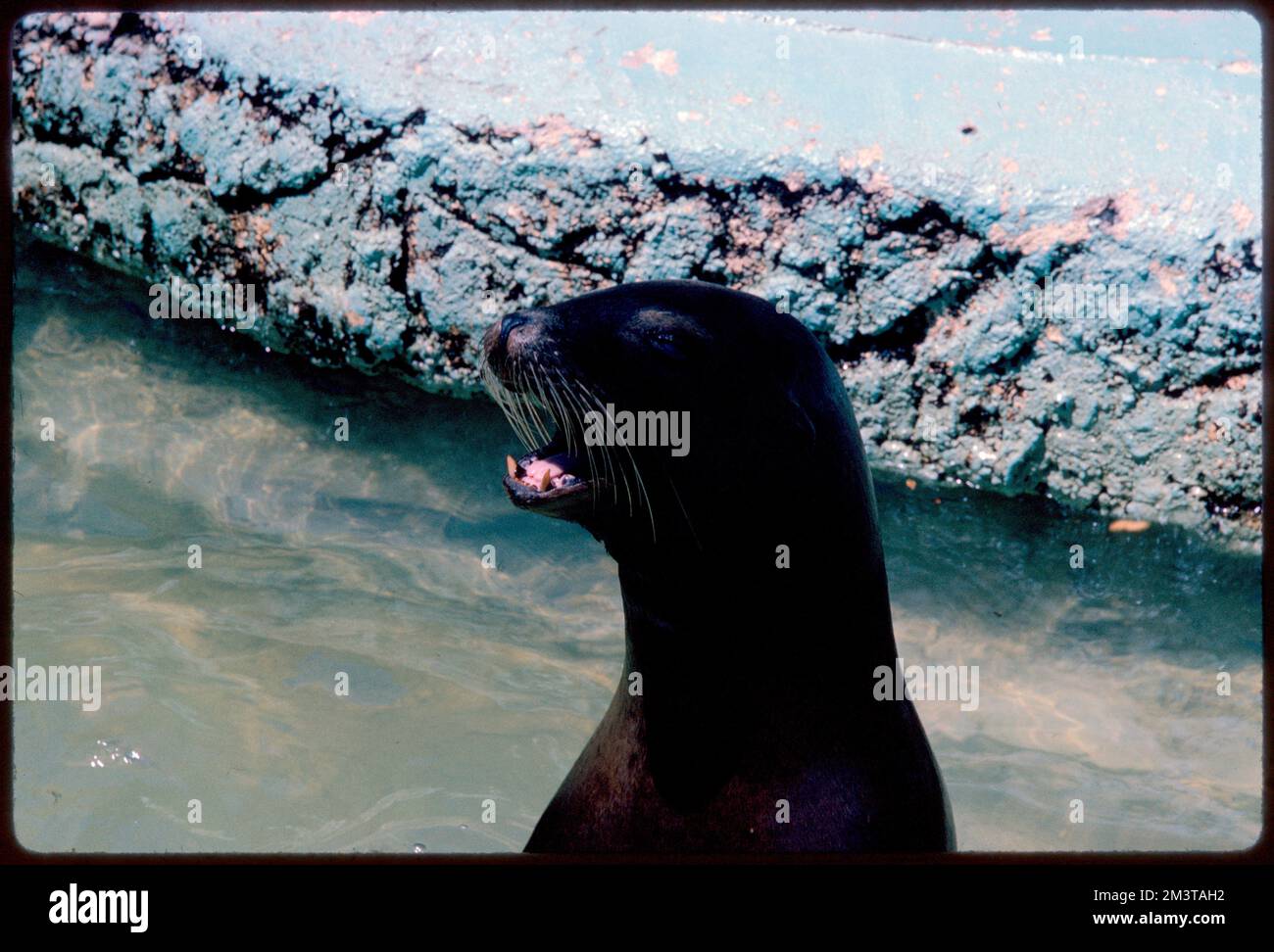 Sea lion in water, San Francisco Zoo , Sea lions, Zoos, San Francisco ...