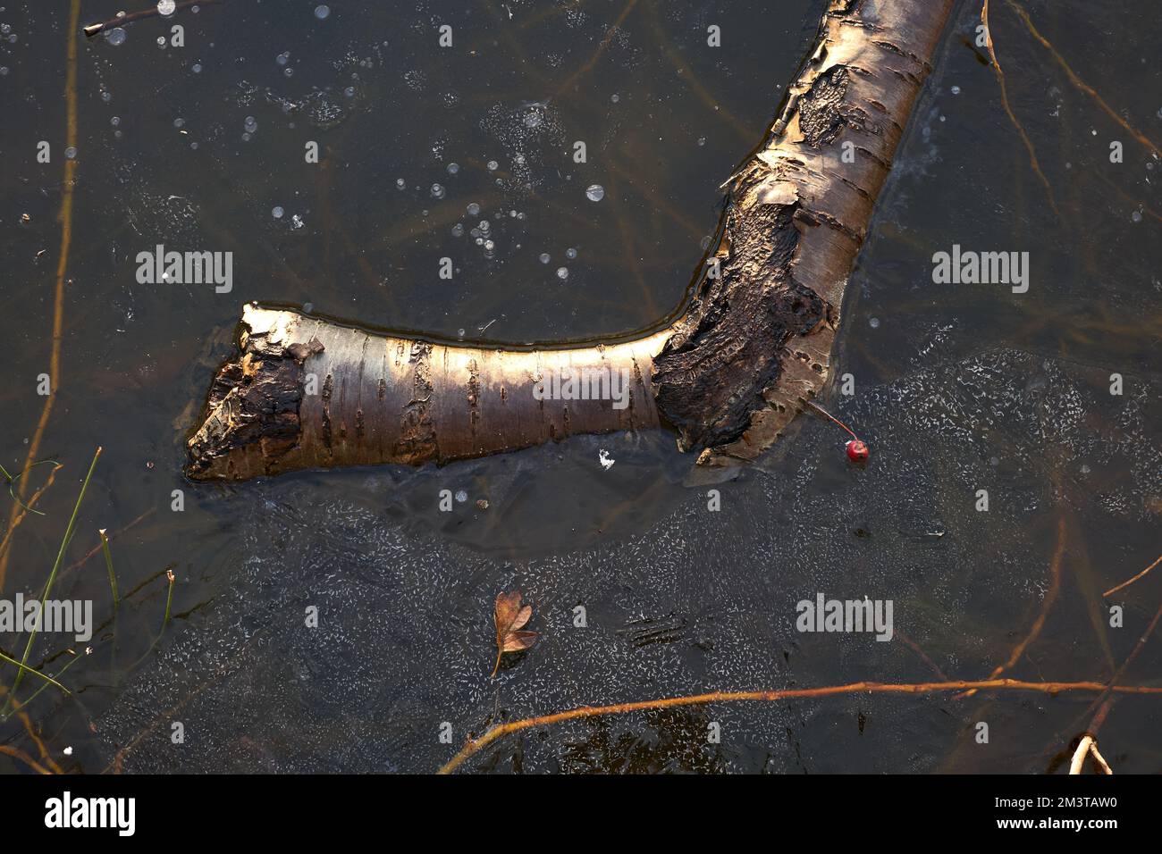 Log trapped in ice on a pond Stock Photo - Alamy