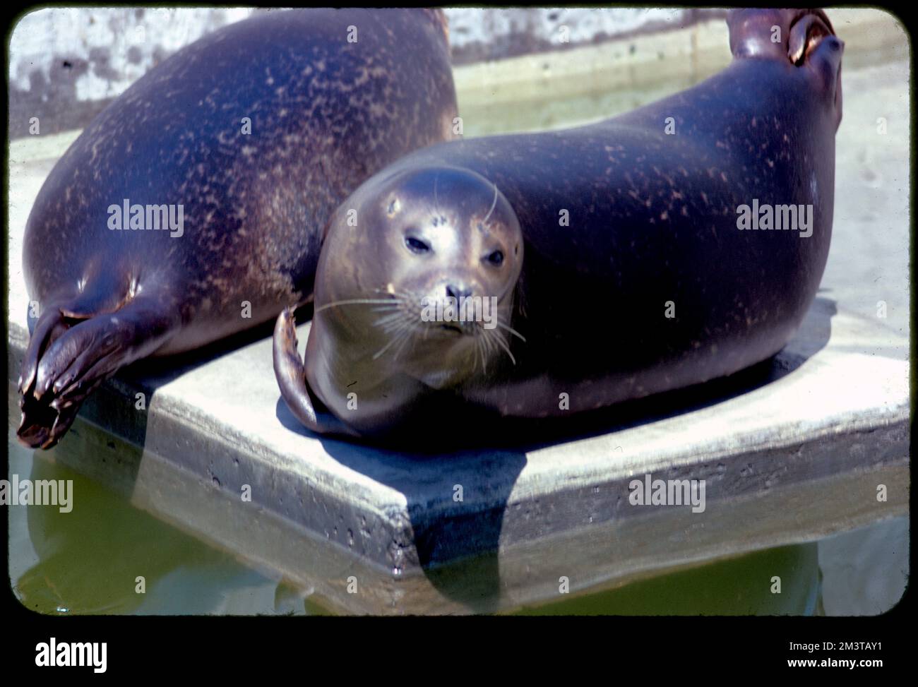 Seals at New England Aquarium , Seals Animals. Edmund L. Mitchell ...