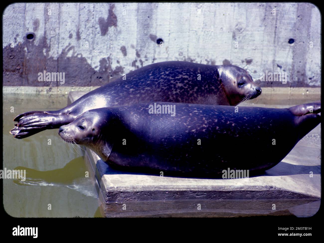 Seals at New England Aquarium , Seals Animals. Edmund L. Mitchell ...