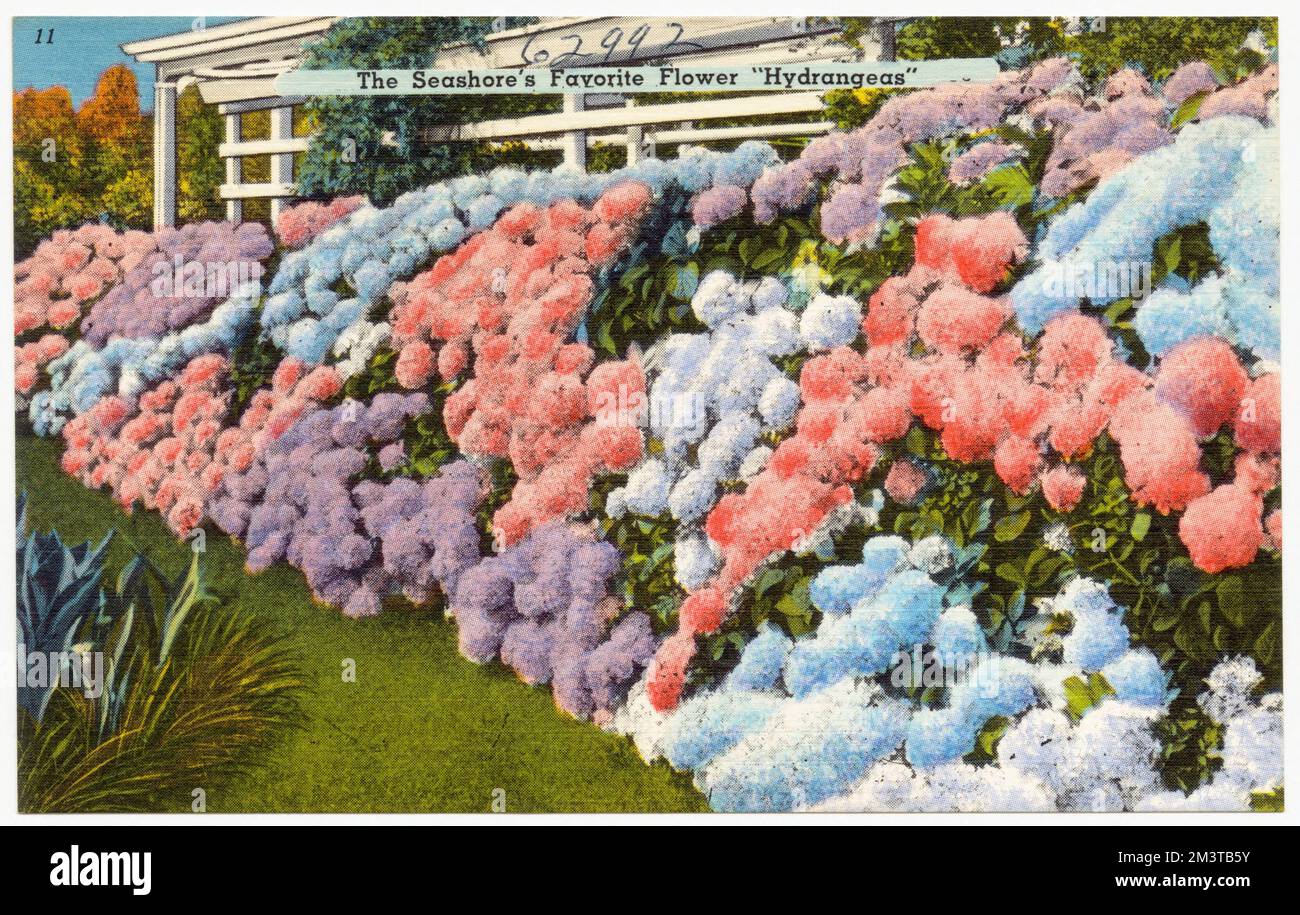 The seashore's favorite flower 'Hydrangeas' , Tichnor Brothers ...