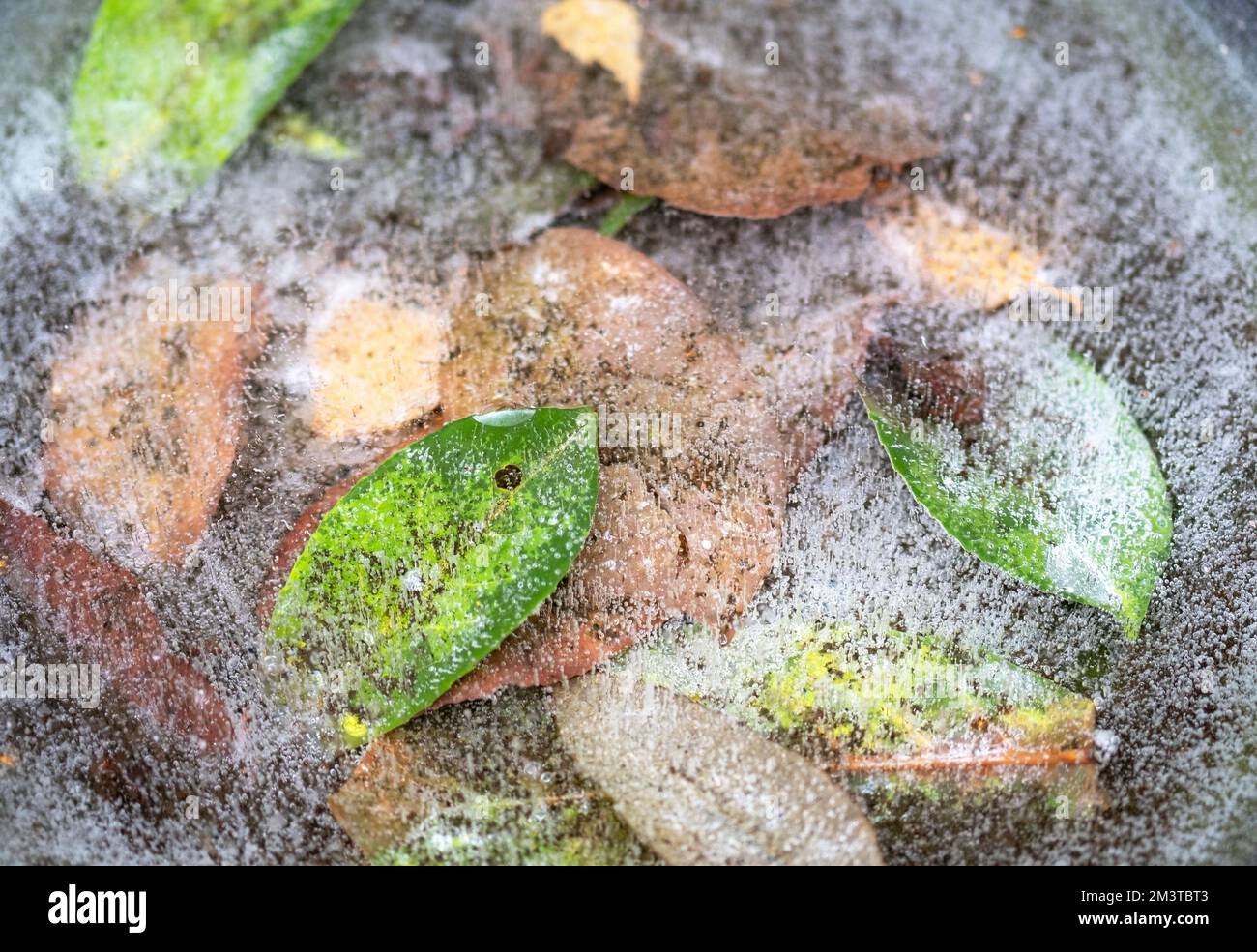 Icey leaves hi-res stock photography and images - Alamy