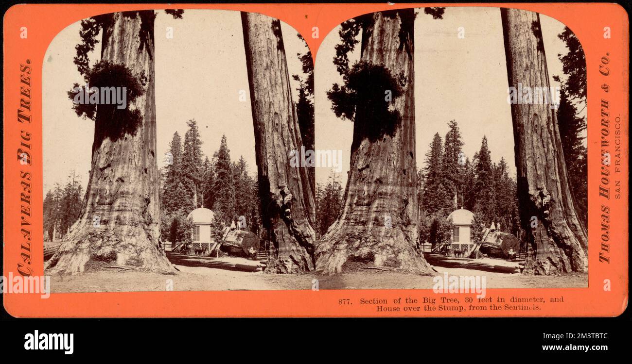 Section of the Big Tree, 30 feet in diameter, and House over the Stump ...