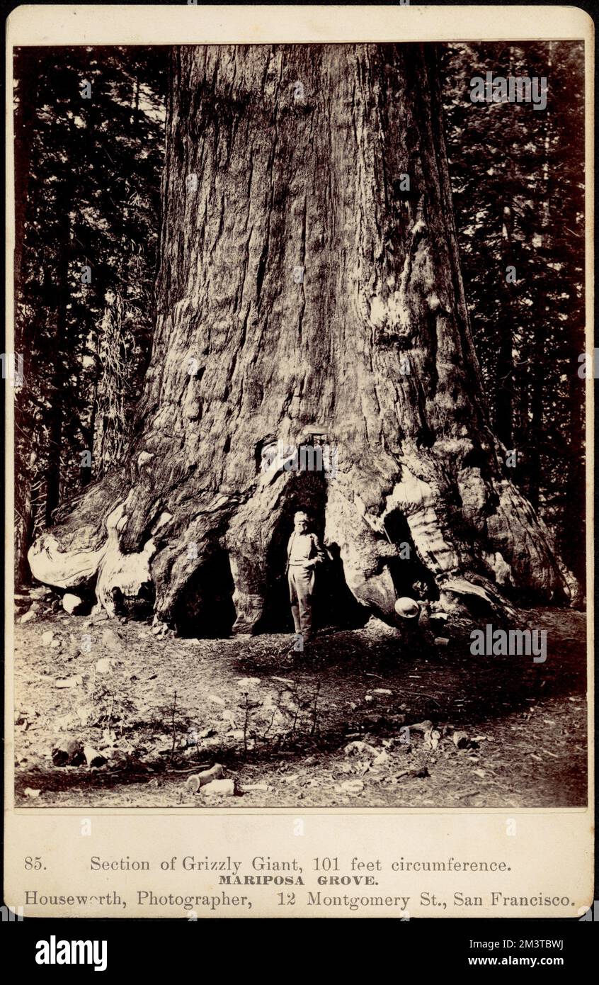 Section of Grizzly Giant, 101 feet circumference , Giant sequoias Stock ...