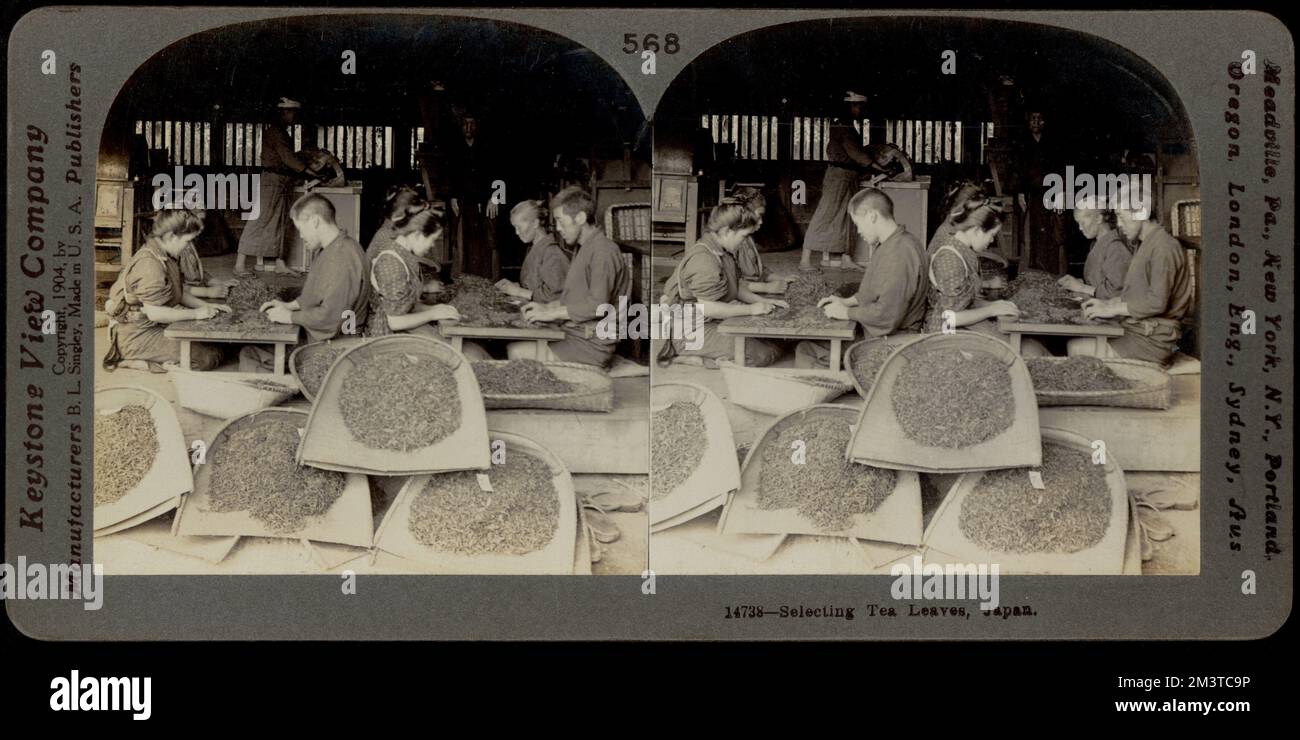 Selecting tea leaves, Japan , Tea industry, Tea, Laborers Stock Photo ...