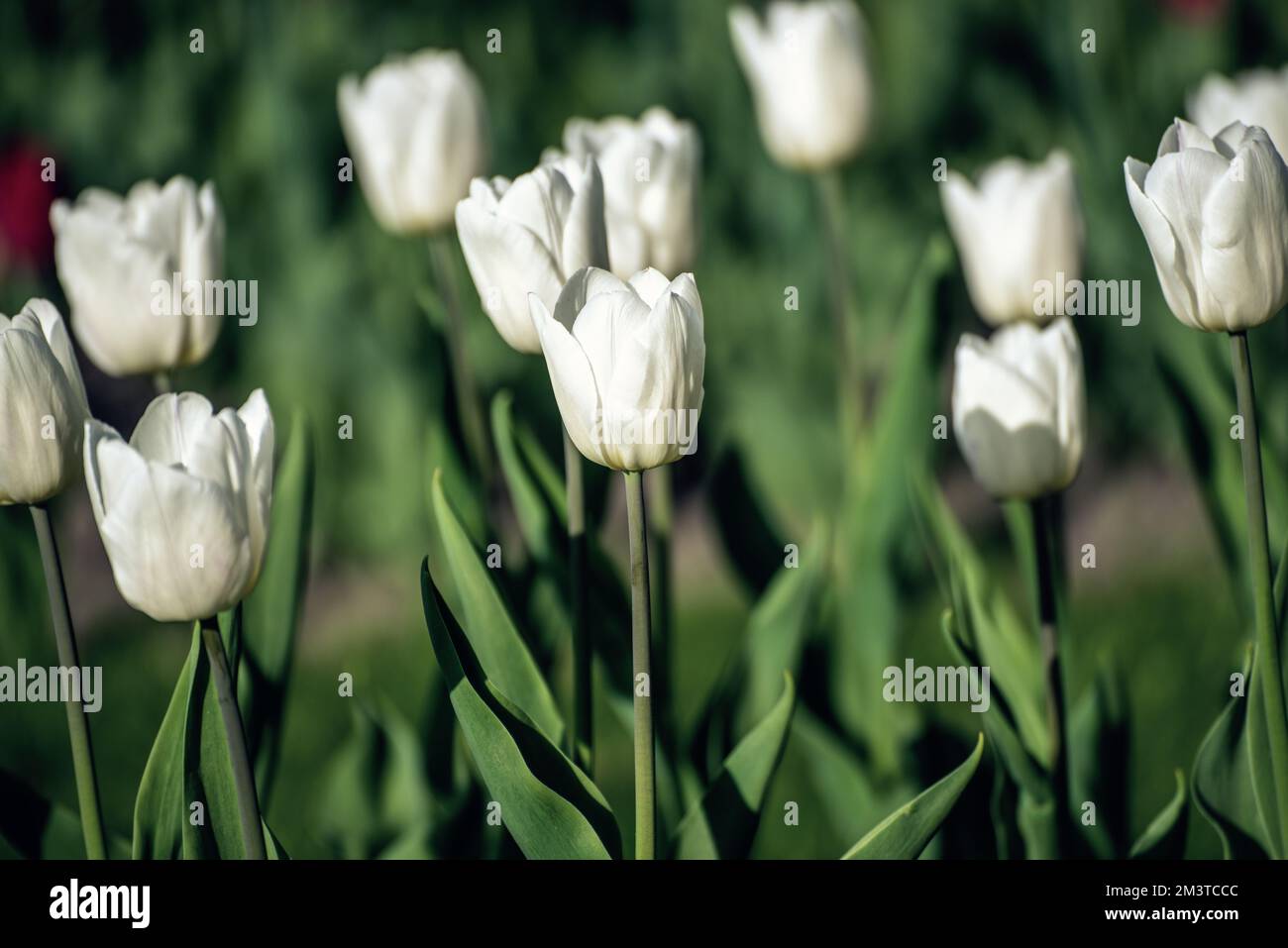 White tulip flowers Stock Photo - Alamy