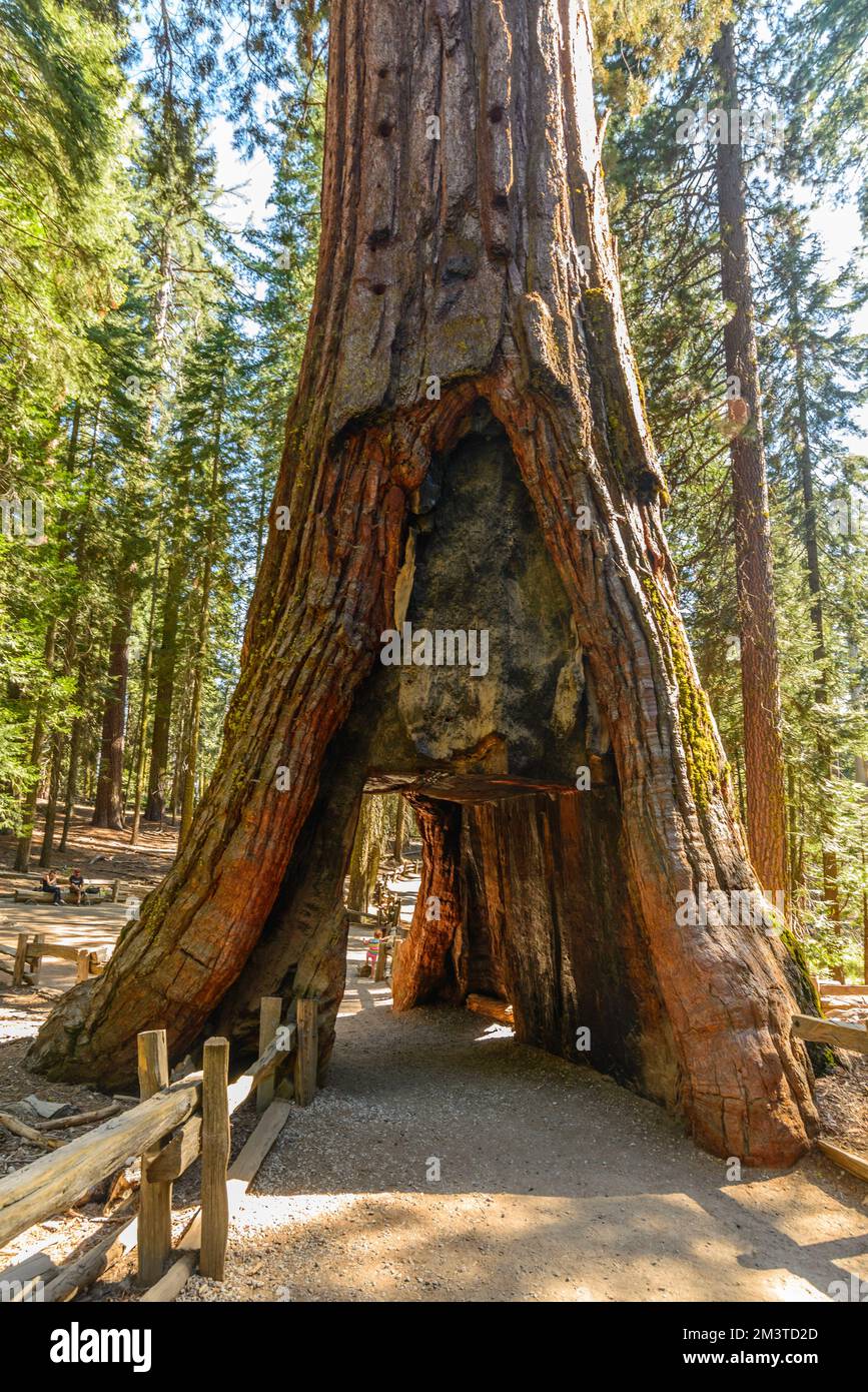 A giant sequoia tree in Mariposa Grove, California, USA Stock Photo - Alamy