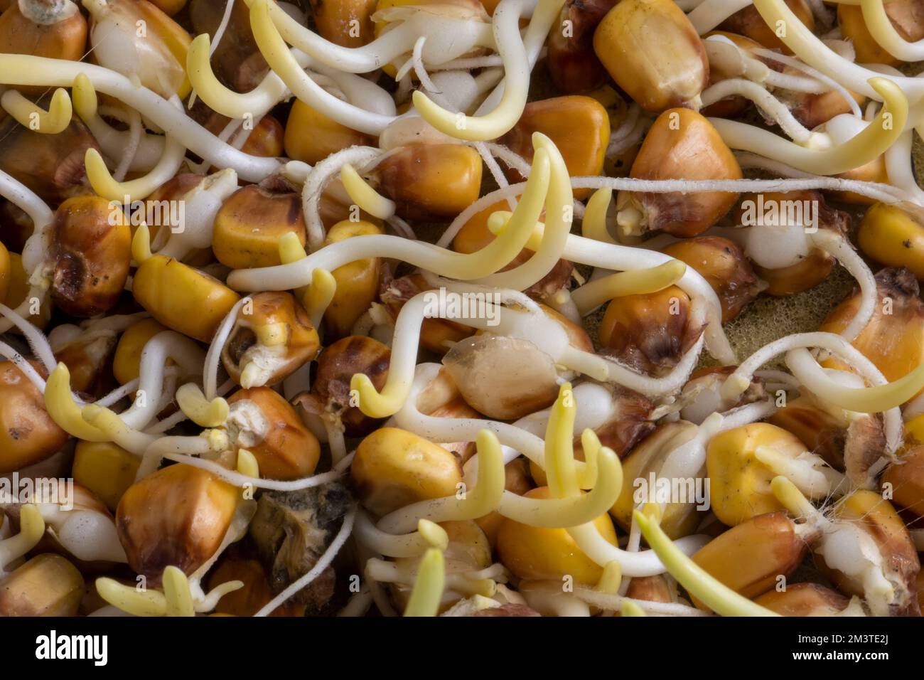 Germinating corn grain. Young shoots Stock Photo - Alamy