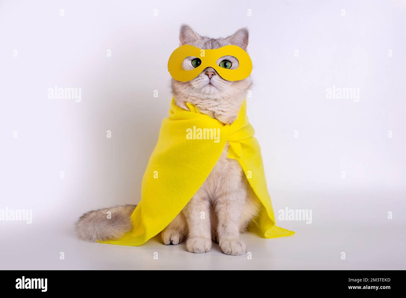Funny white cat in a yellow superhero costume Stock Photo - Alamy