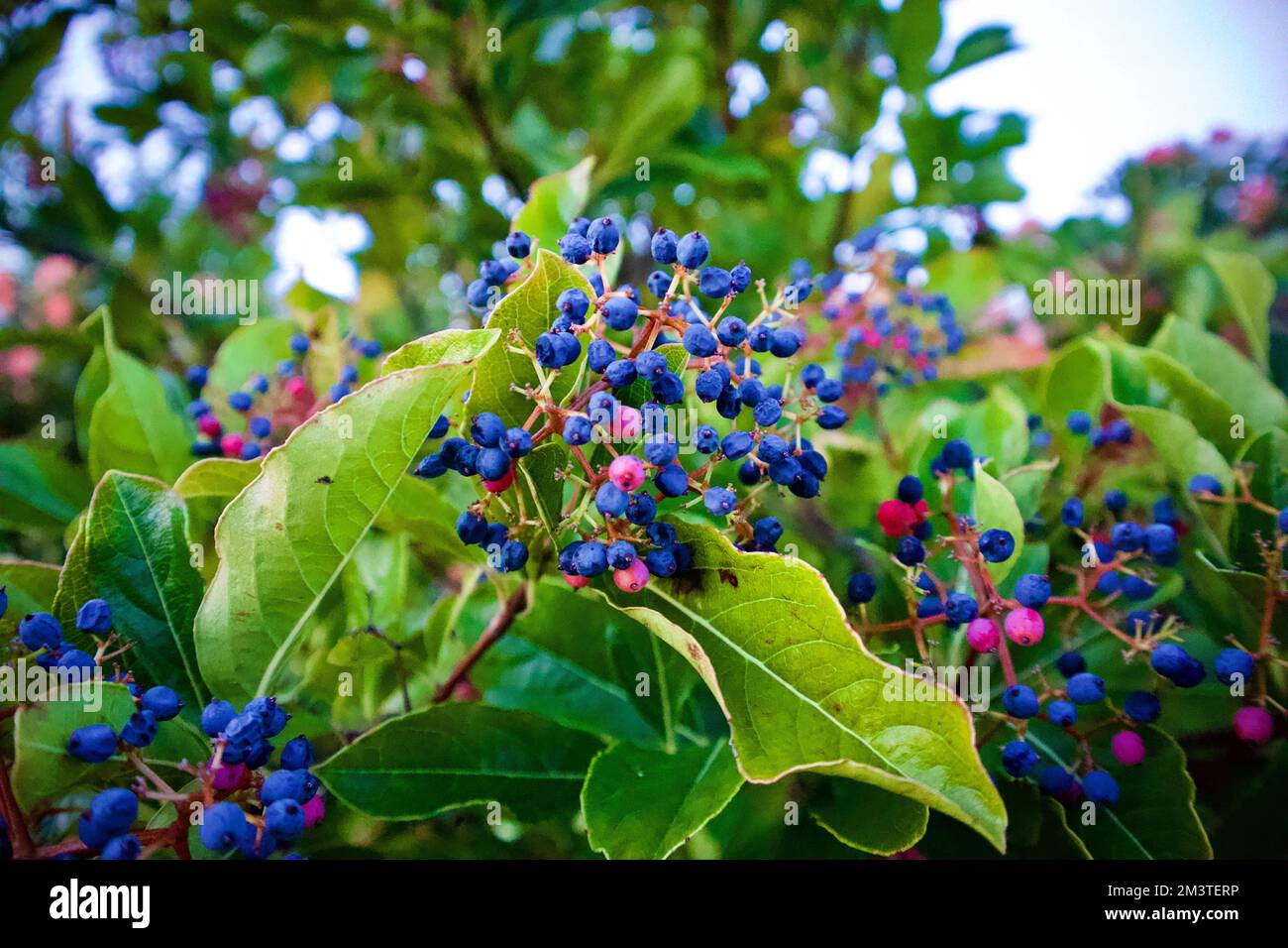 A closeup view of Viburnum Nudum for background use Stock Photo - Alamy