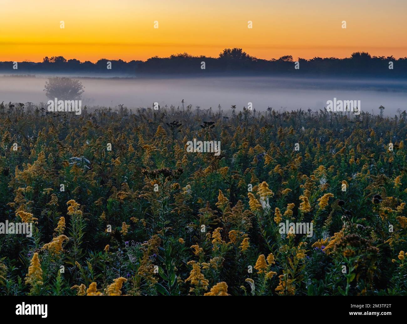 The sun rises over Springbrook Prairie Forest Preserve in DuPage County ...