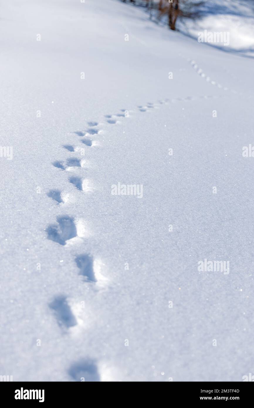 A vertical view of animals' footprints on the surface of deep snow in ...