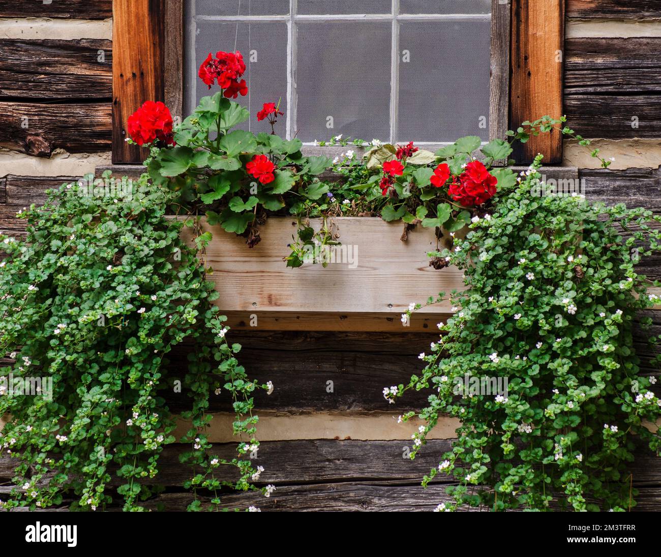 Window Box Flowers on a cabin in Door County, Wisconsin Stock Photo - Alamy