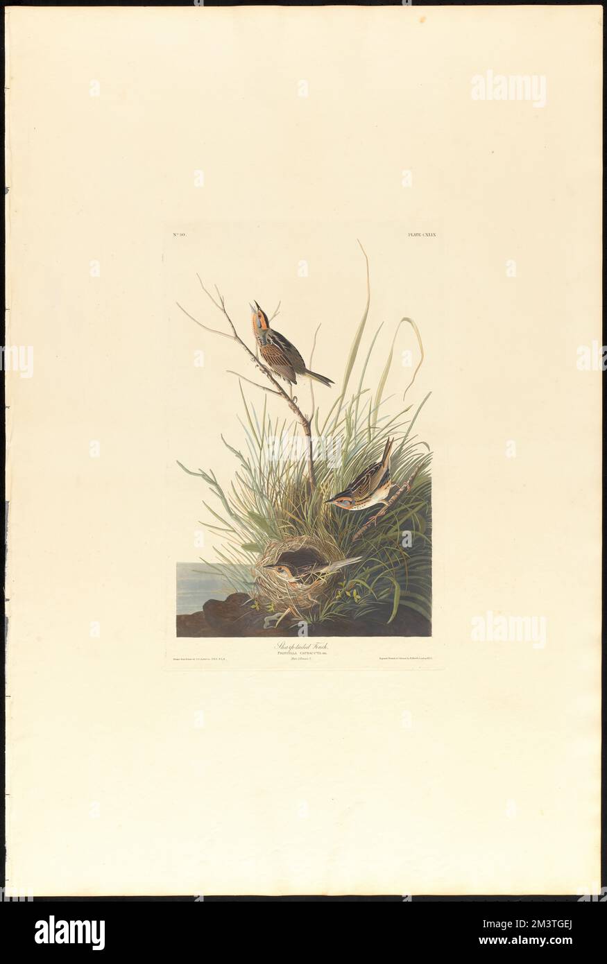 Sharp-tailed finch : Fringilla caudacuta, Wils. Male, 1. Female, 2. c.1 ...