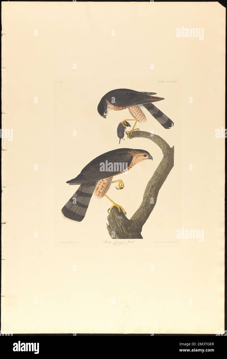 Sharp-skinned hawk : Falco velox, Wilson. Male, 1. Female, 2. c.1 v.4 ...