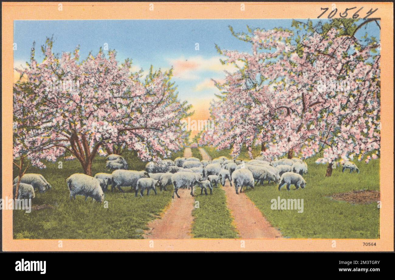 Sheep grazing by flowering cherry trees , Sheep, Trees, Cherry trees ...