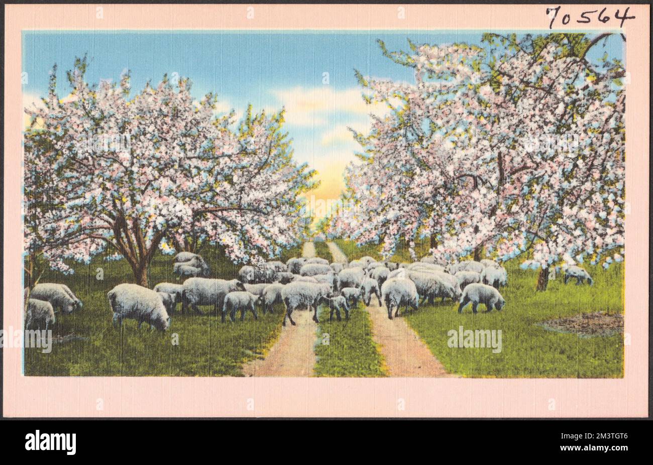Sheep grazing by flowering cherry trees , Sheep, Trees, Cherry trees ...