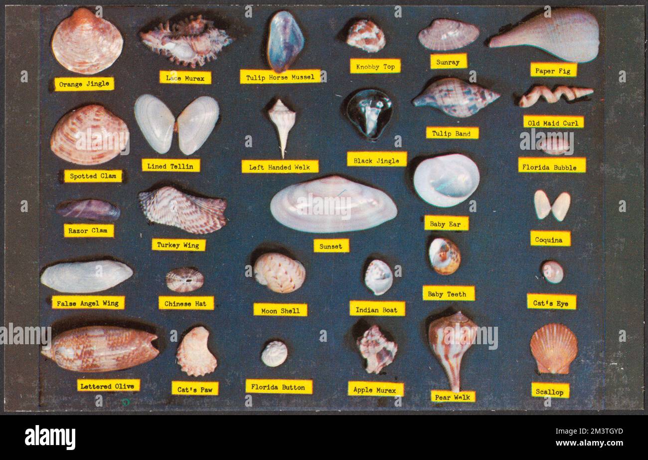 Shell chart , Tichnor Brothers Collection, postcards of the United ...