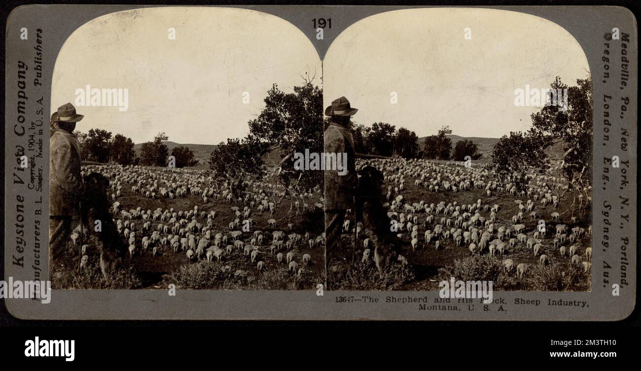The shepherd and his flock, Montana , Shepherds, Working dogs, Grazing, Sheep Stock Photo - Alamy