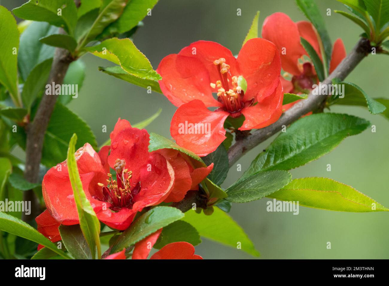Chaenomeles speciosa "Cardinalis", Chaenomeles, Flower, Red, Quince ...