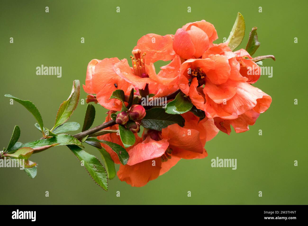 Chaenomeles superba "Verbooms Vermilion", Chaenomeles, Flowering ...
