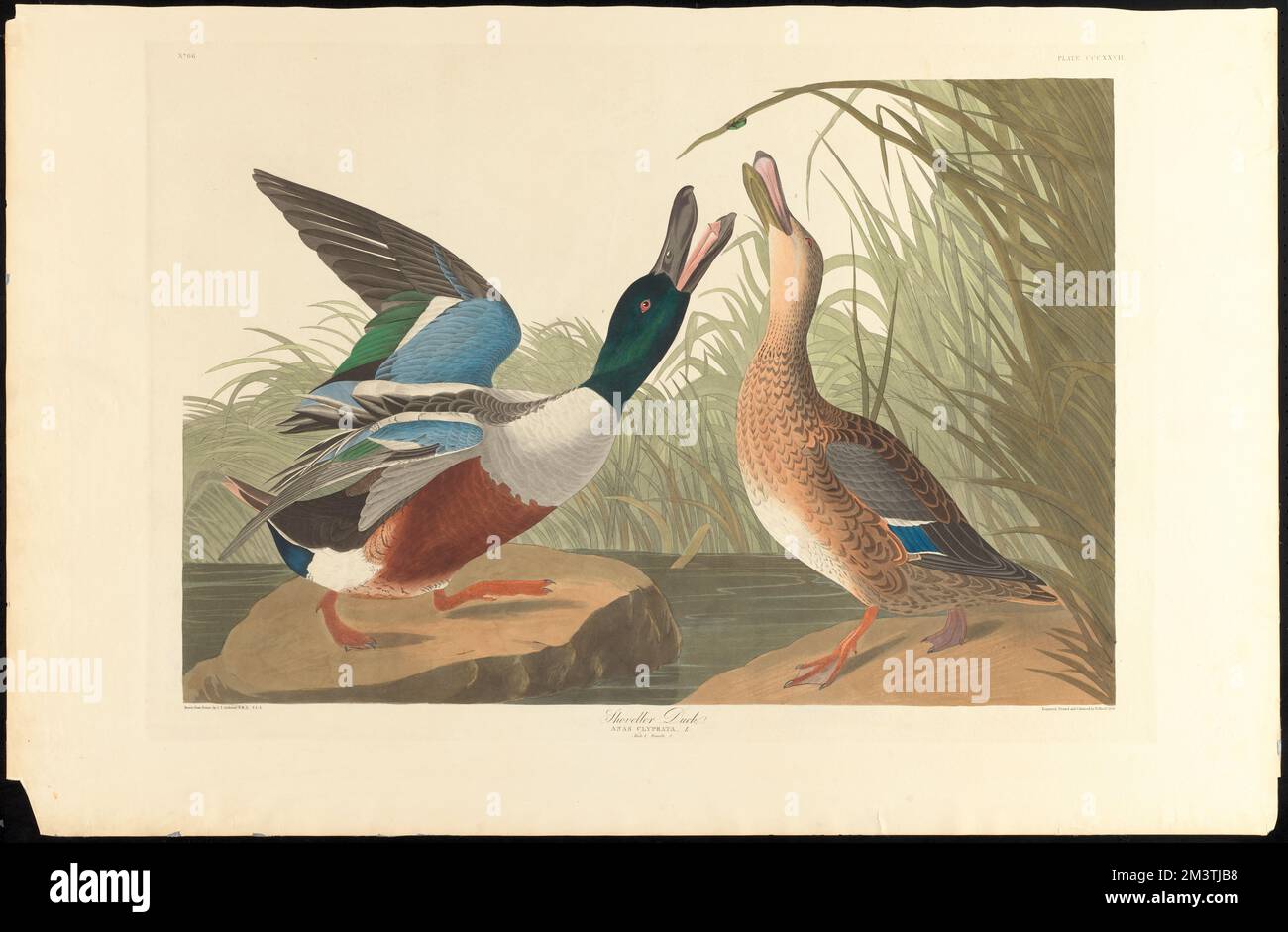 Shoveller duck : Anas clypeata, L. Male, 1. Female, 2. c.1 v.4 plate ...