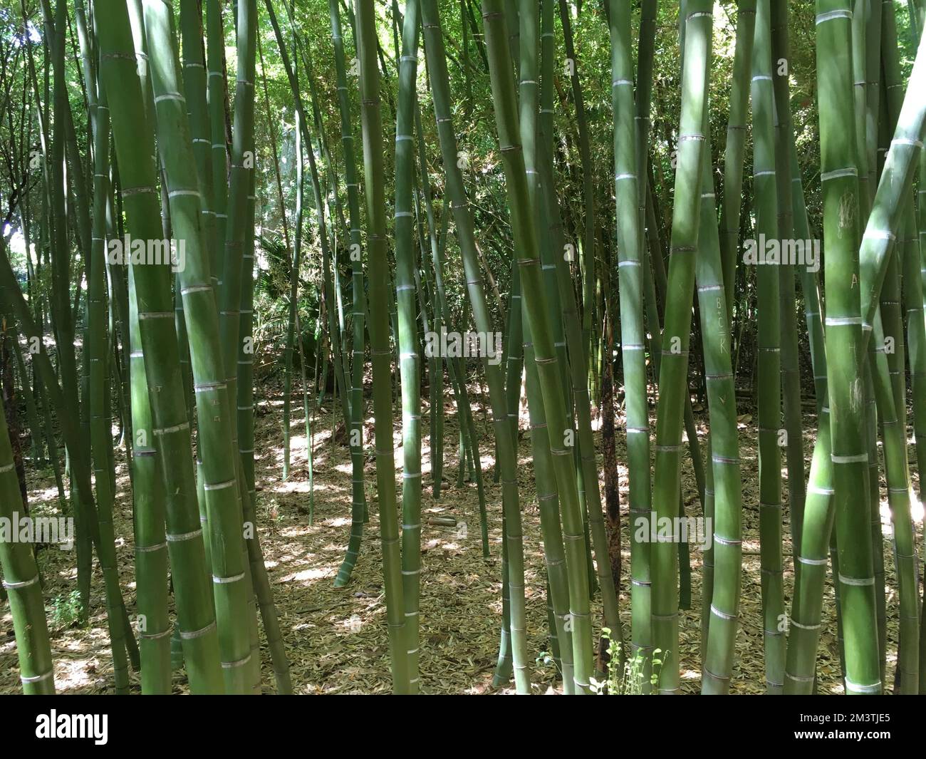 Bamboo forest plant bush hi-res stock photography and images - Alamy