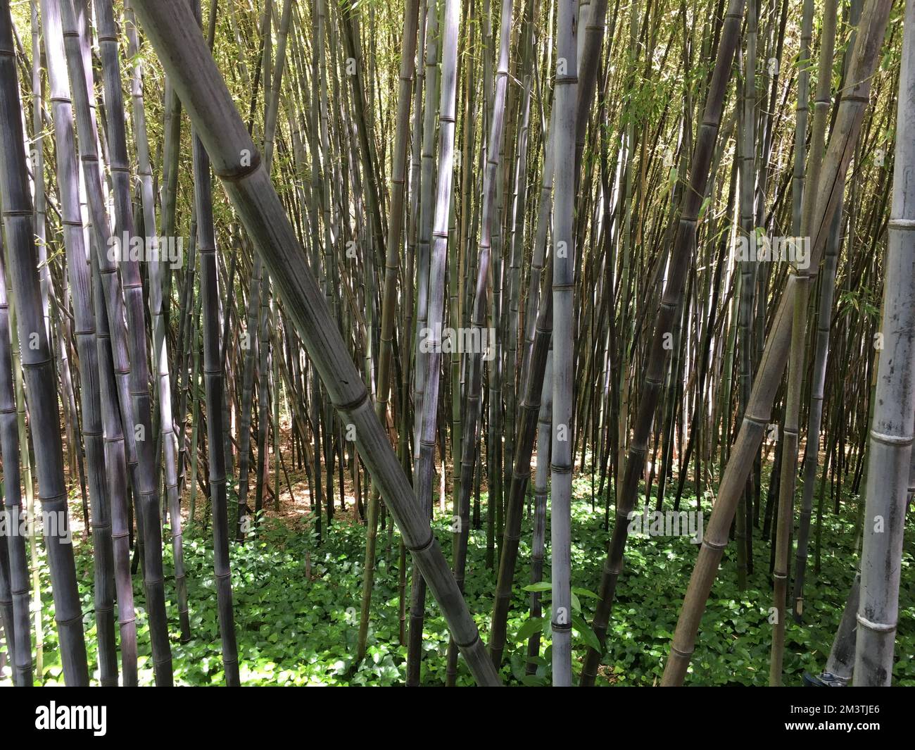 Lush tropical garden in rainforest hi-res stock photography and images ...