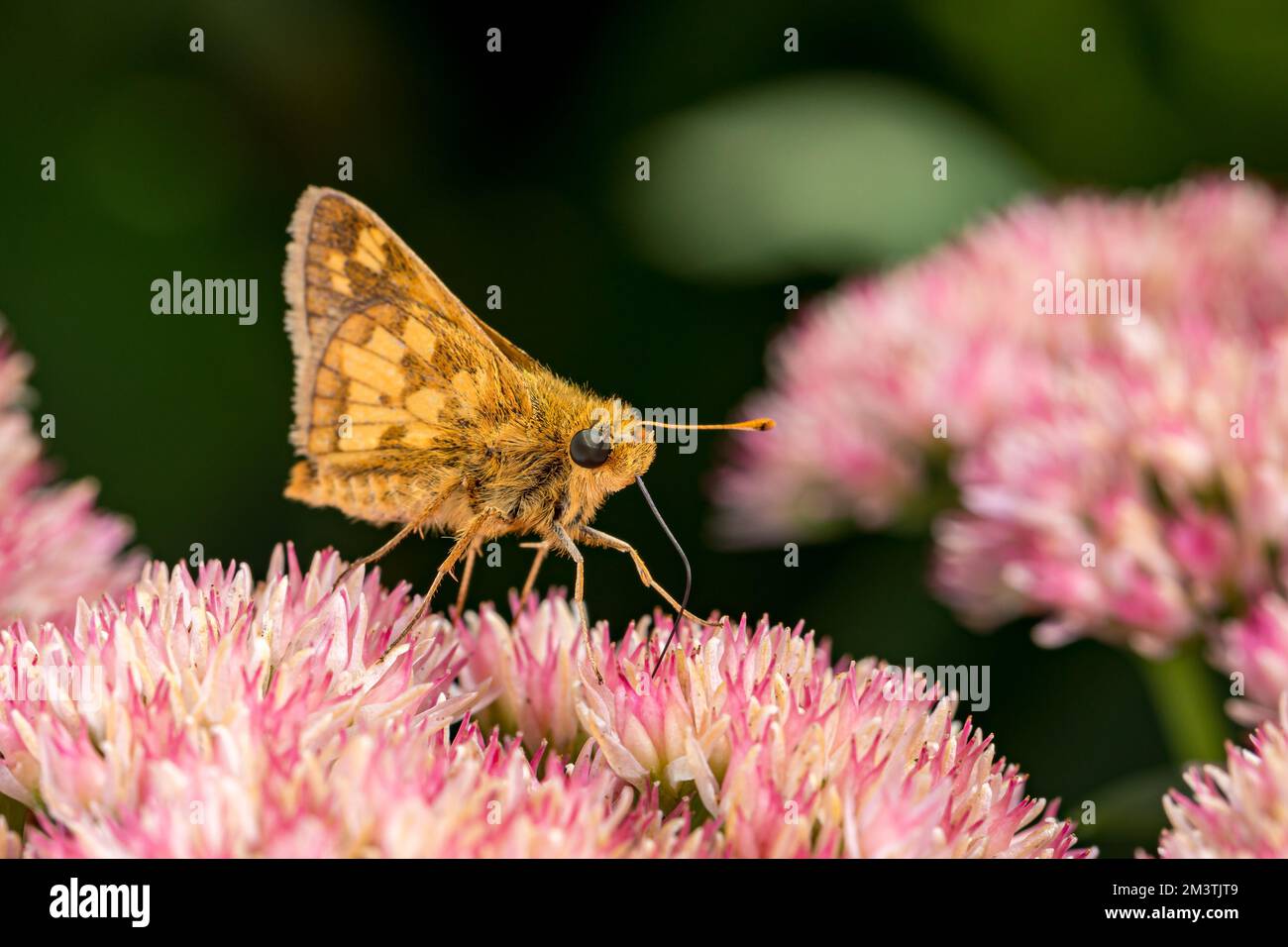 Closeup of Peck’s Skipper on sedum flower. Insect and nature ...
