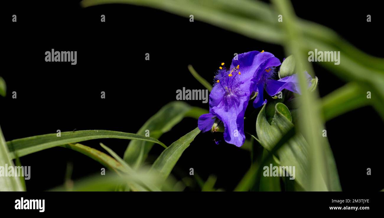 Everybody likes hi-res stock photography and images - Alamy