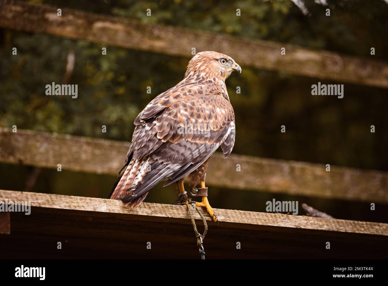 Altai falcon hi-res stock photography and images - Alamy
