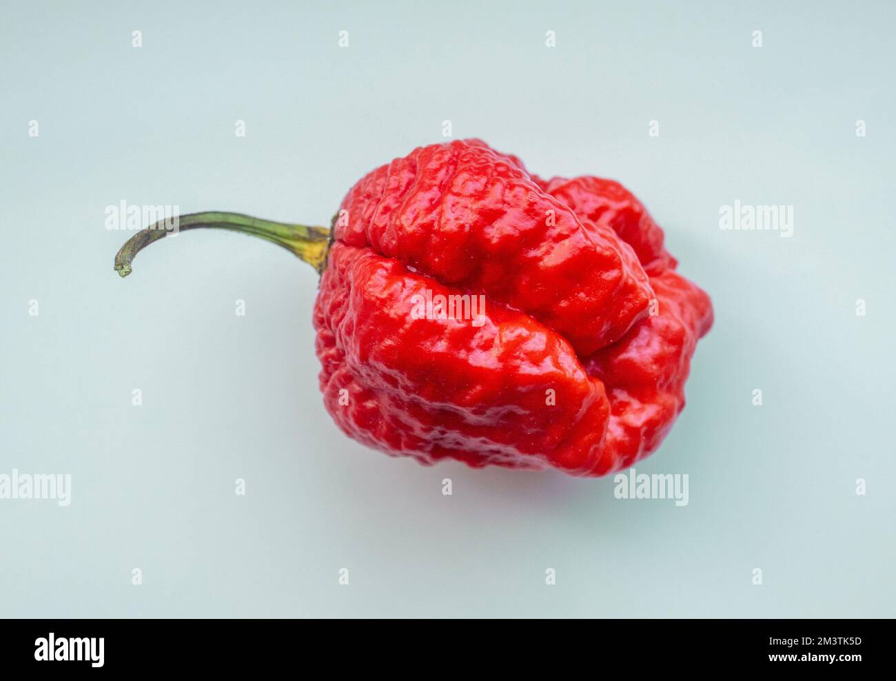 ripe hot red ghost pepper macro, selective focus Stock Photo - Alamy