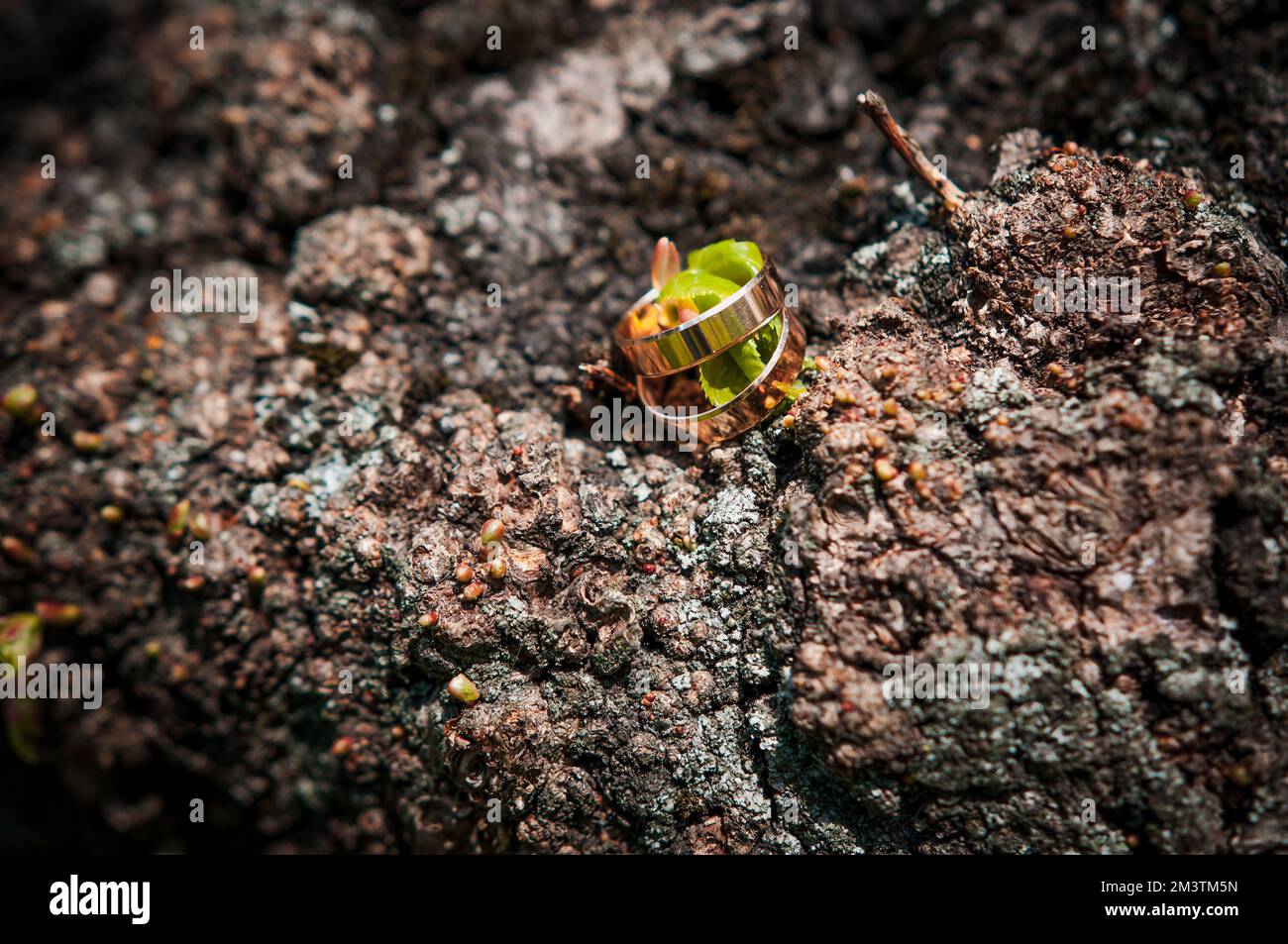 Two gold wedding rings on a brown wooden background Stock Photo - Alamy