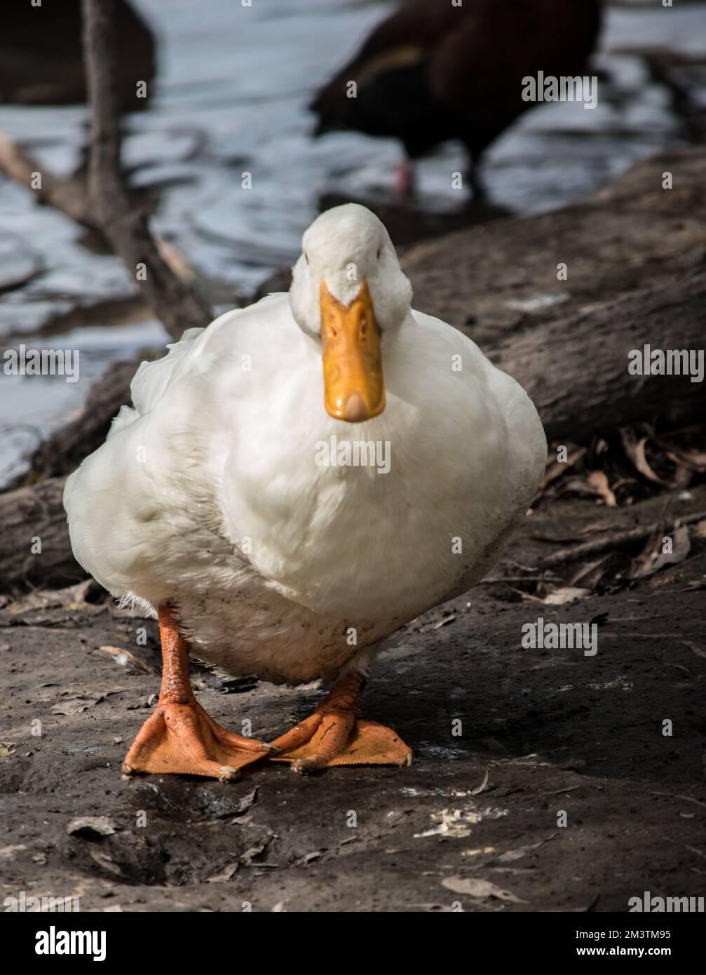 Walk like a duck Stock Photo - Alamy