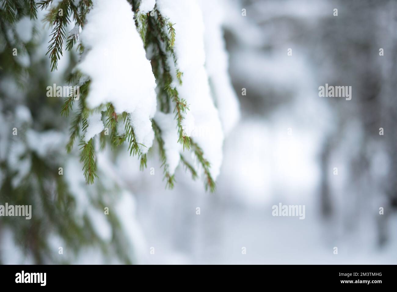 Nordic fir trees hi-res stock photography and images - Alamy