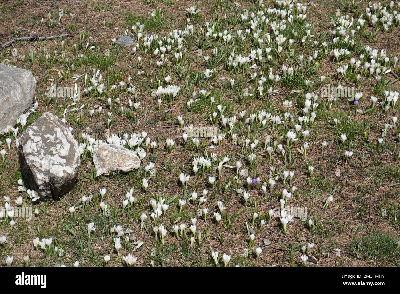 Crocus flowers in high mountains hi-res stock photography and images ...